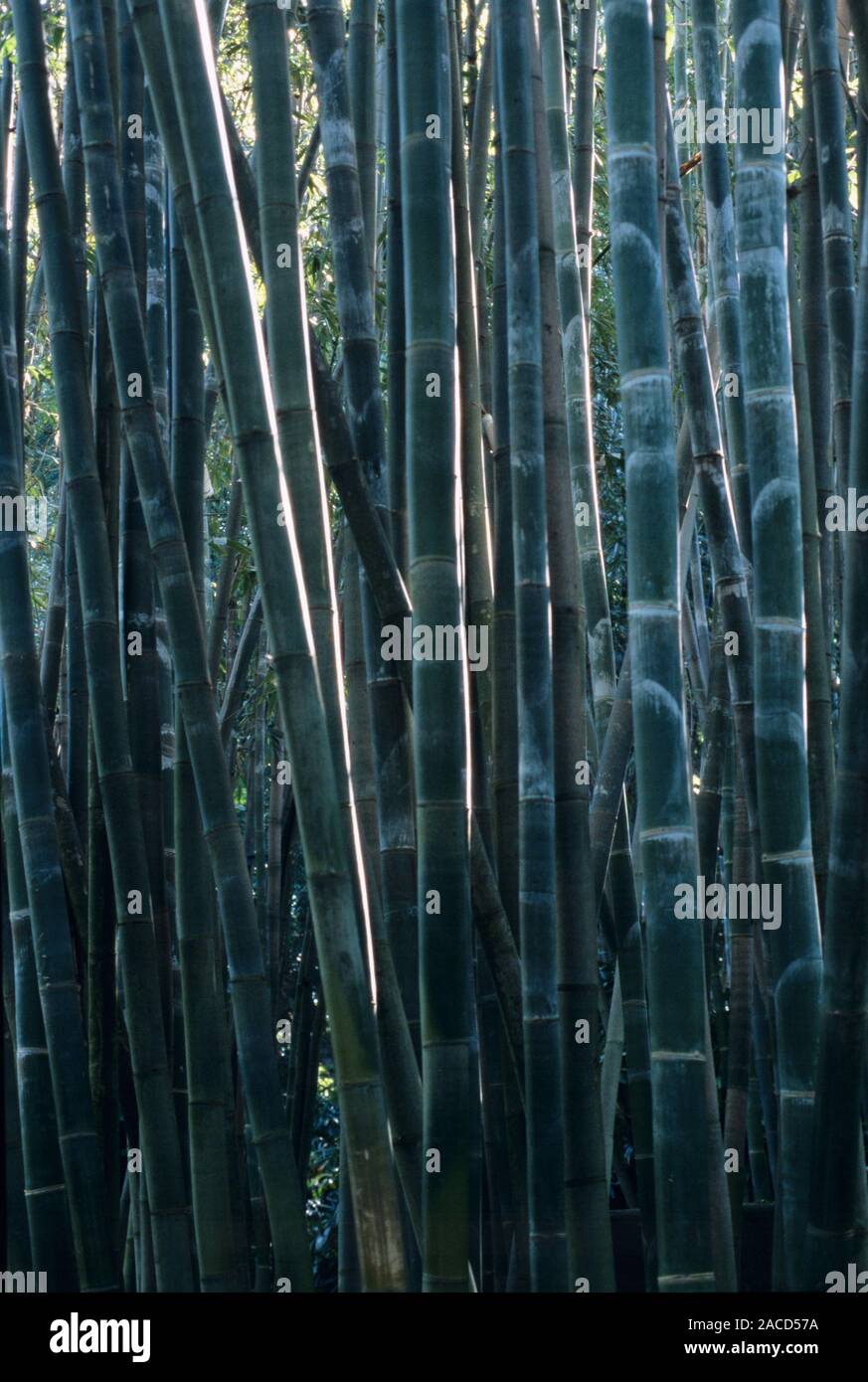 Giant Timber Bamboo (Bambusa oldhamii Stock Photo - Alamy