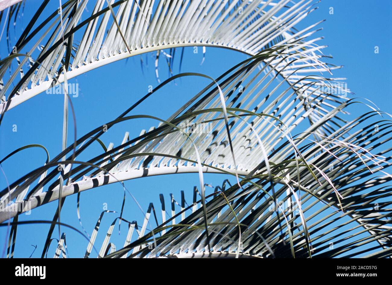 Triangle palm (Neodypsis decaryi) leaves. This palm, a native of ...