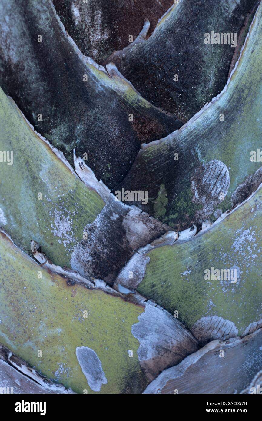 Triangle palm (Neodypsis decaryi) fronds. This palm, a native of ...