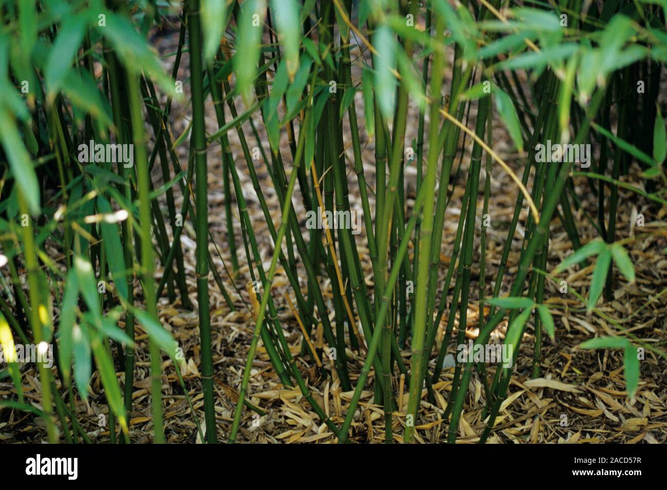Bamboo. Stems, or culms, of the bamboo (Phyllostachys viridiglaucescens ...