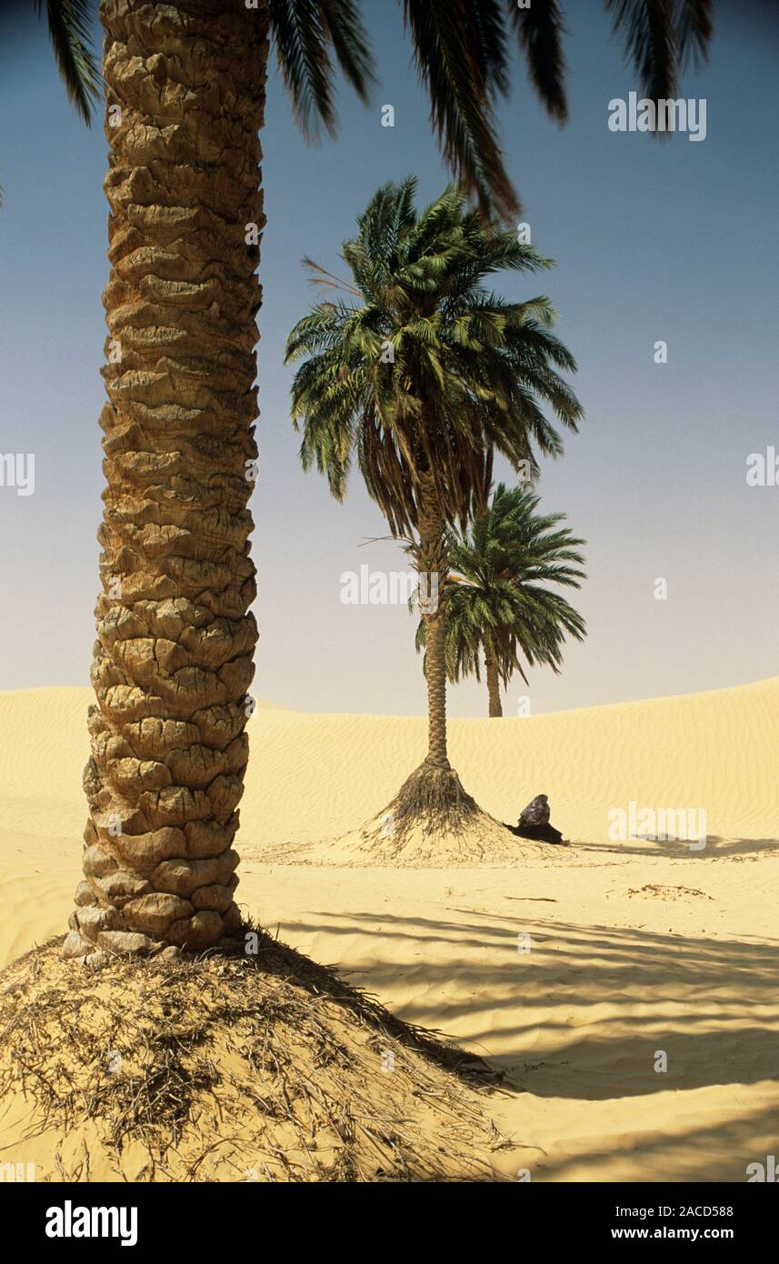 Date palms. Three date palm trees (Phoenix sp.) in a desert in North ...