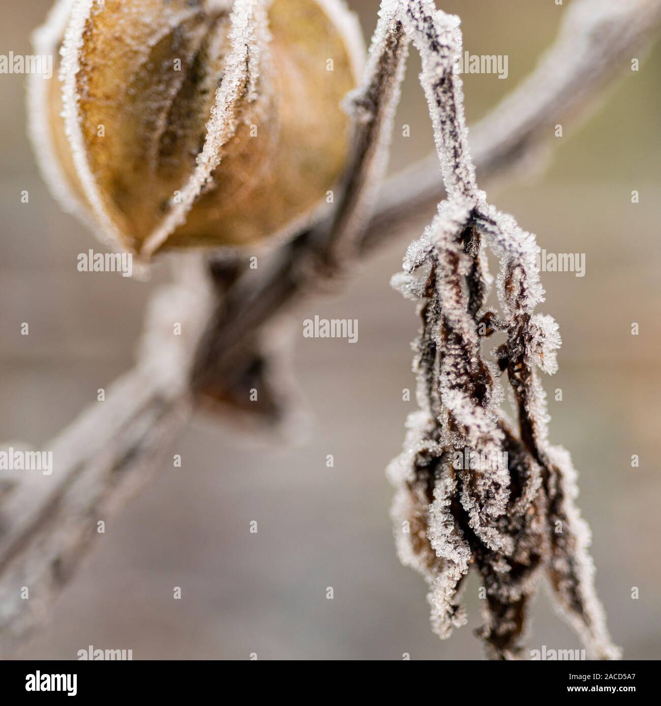 Frost covered seed pod of Nicandra physalodes (shoo-fly plant Stock ...