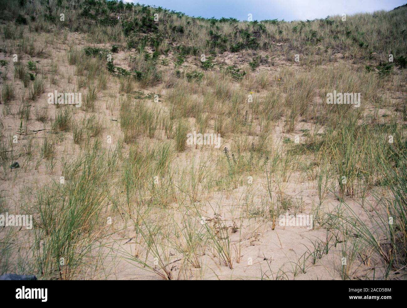 Marram grass (Ammophila arenaria) on a sand dune. Photographed in ...
