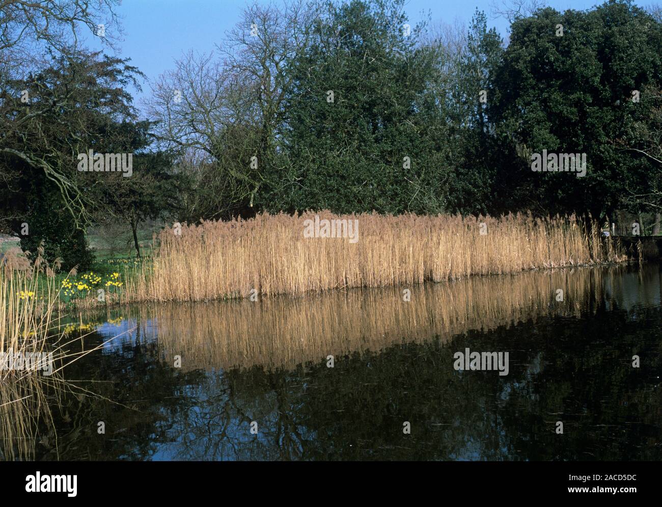 Common reeds (Phragmites australis) at the edge of a lake Stock Photo ...