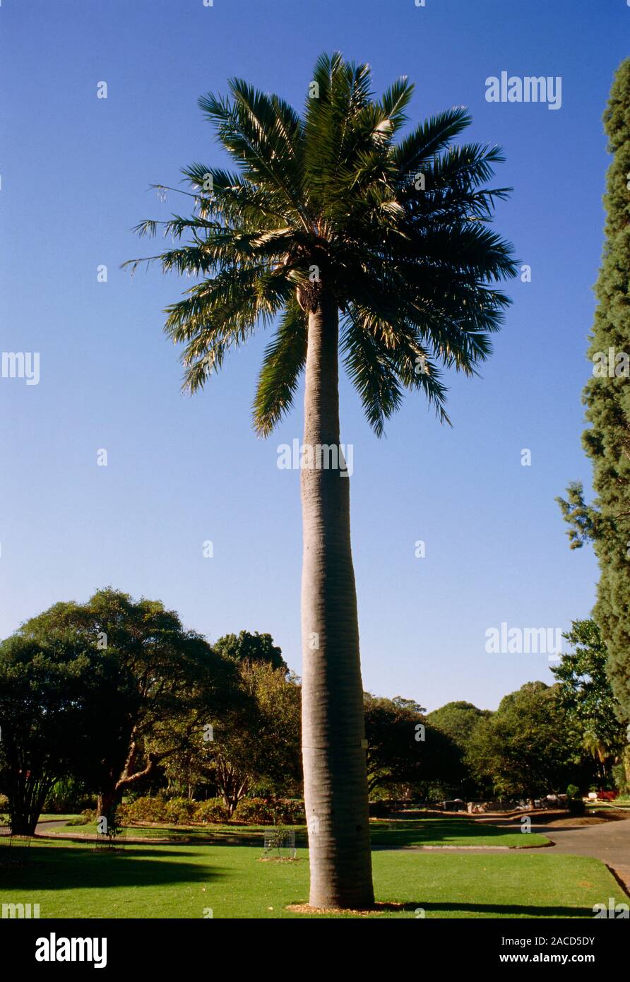 Chilean Wine palm, Jubaea chilensis (Arecaceae). Also known as the ...