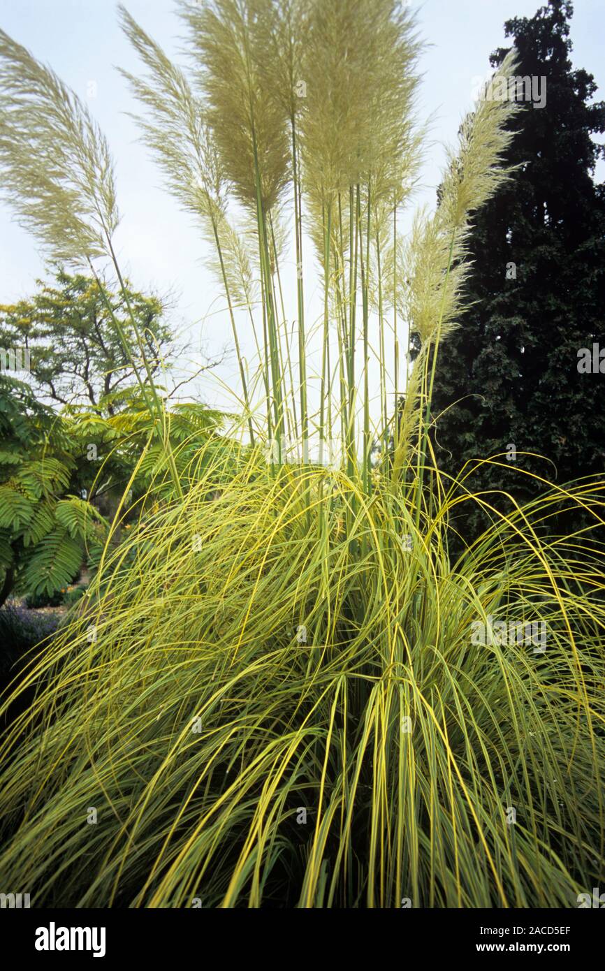 Pampas grass (Cortaderia selloana 'Aureolineata' Stock Photo - Alamy