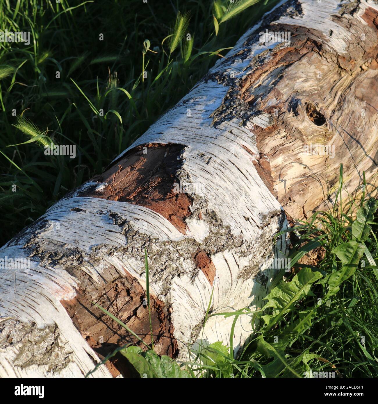 Tree trunk branch hi-res stock photography and images - Alamy