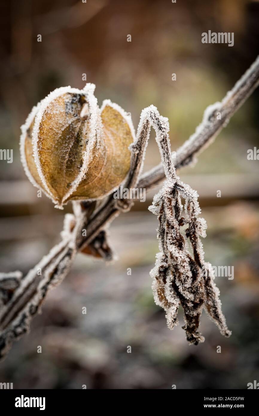 Frost covered seed pod of Nicandra physalodes (shoo-fly plant Stock ...