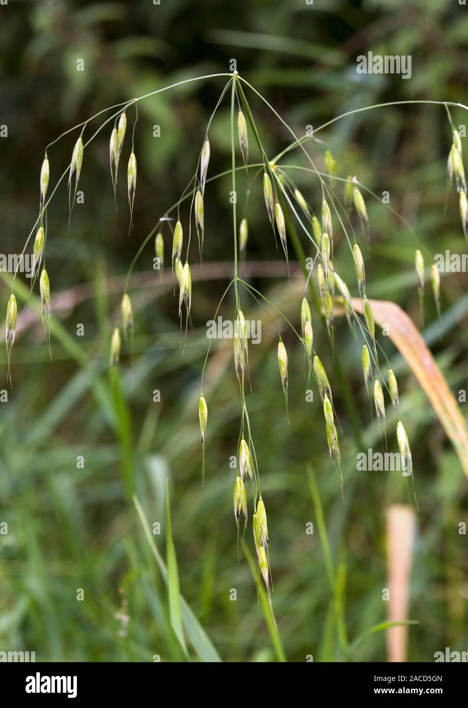 Wild oat plant (Avena fatua Stock Photo - Alamy