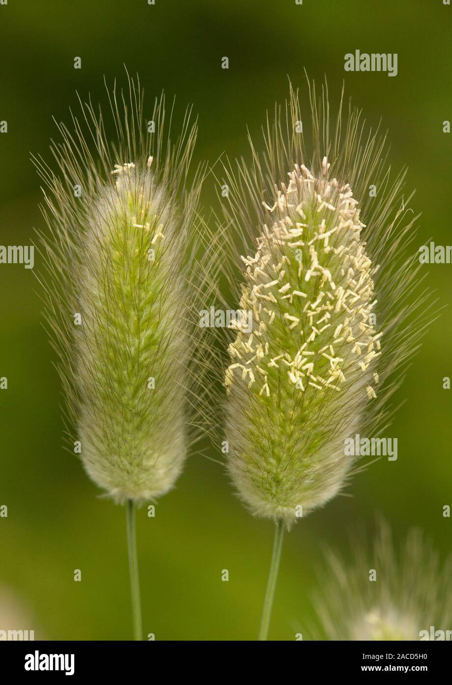 Hare's tail (Lagurus ovatus) flowers. This rare grass grows in coastal ...