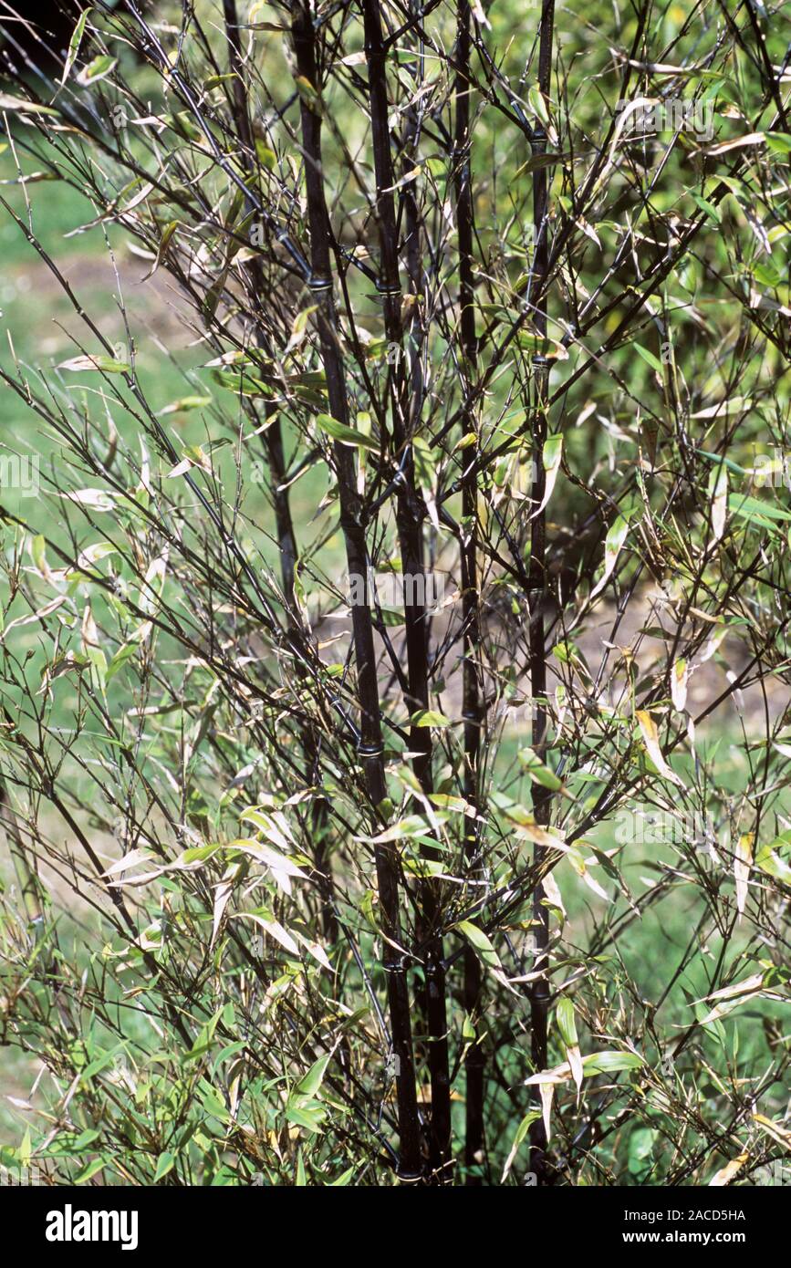 Black bamboo stems (Phyllostachys nigra Stock Photo - Alamy