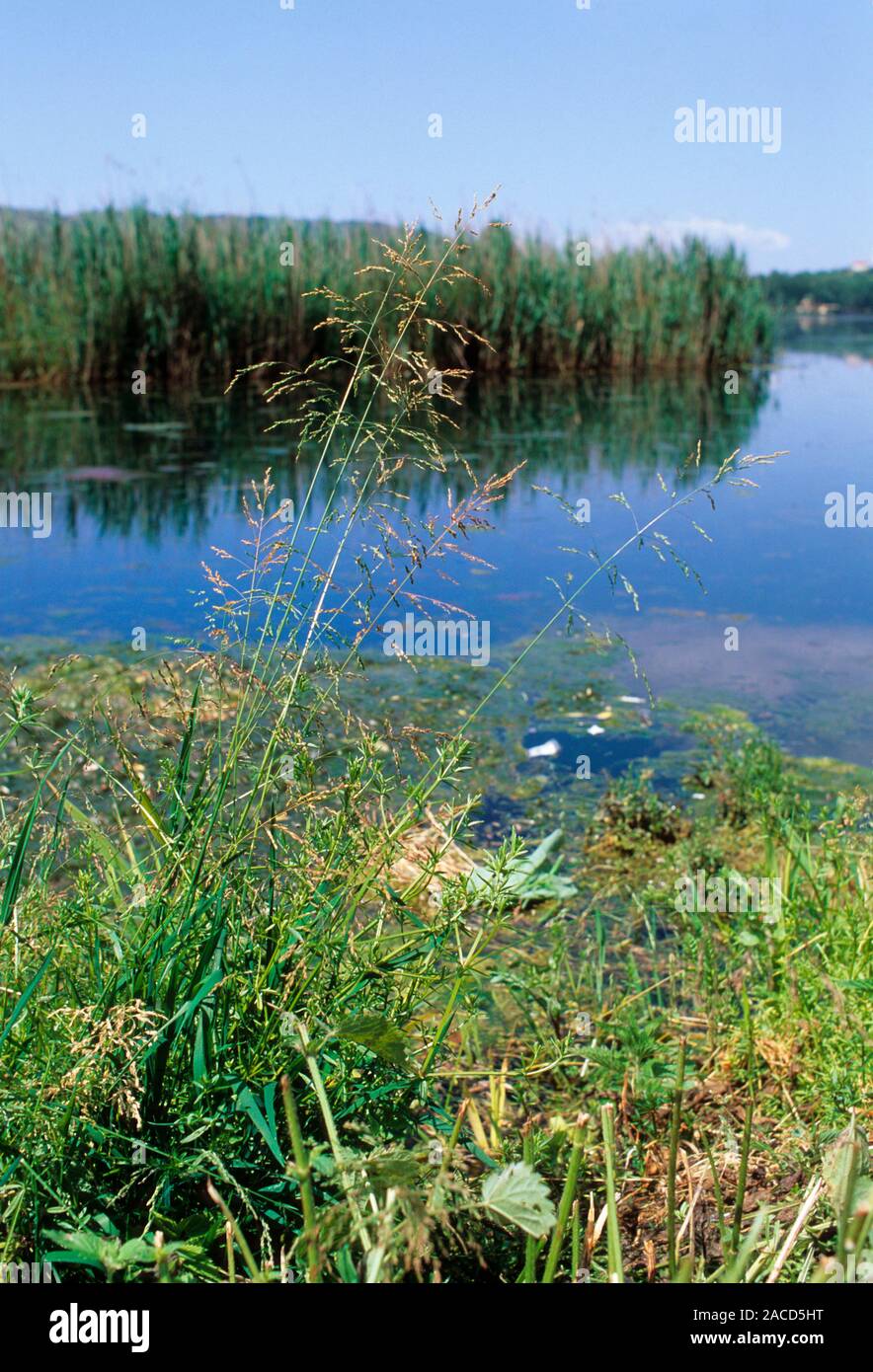 Fowl bluegrass (Poa palustris) by a lake Stock Photo - Alamy
