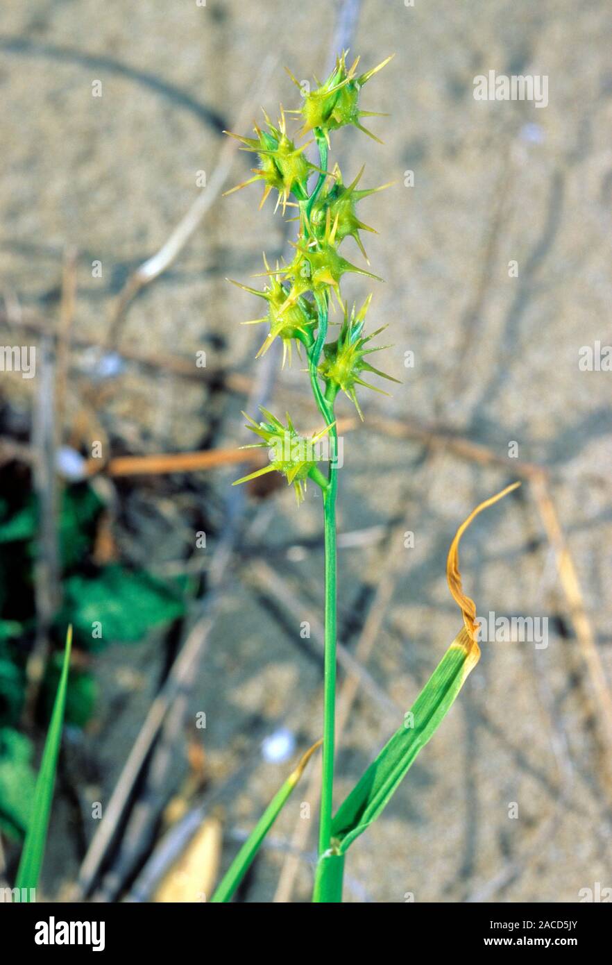 Sandbur grass burs (Cenchrus incertus). Photographed in Circeo National ...