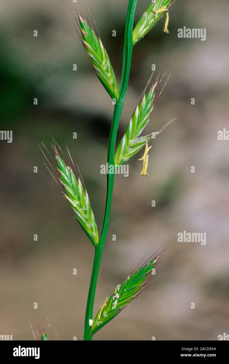 Italian ryegrass spikelets (Lolium multiflorum). Photographed in Gran ...
