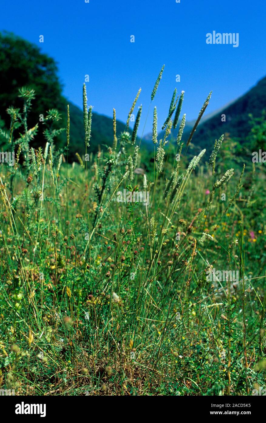Timothy grass flowering (Phleum ambiguum). Photographed in Abruzzo ...