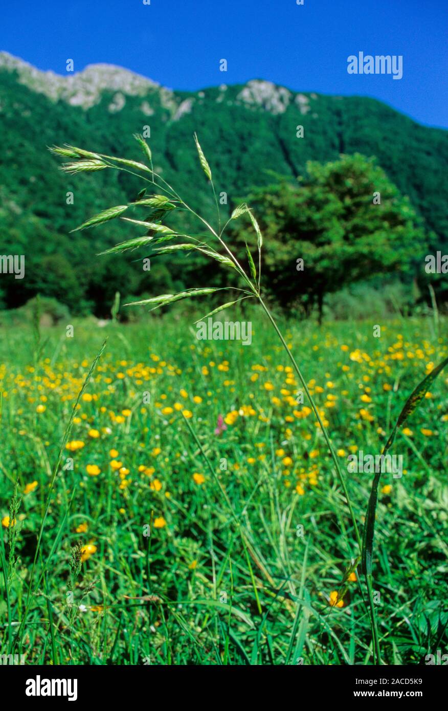 Soft brome flower panicle (Bromus hordeaceus). Photographed in Abruzzo ...
