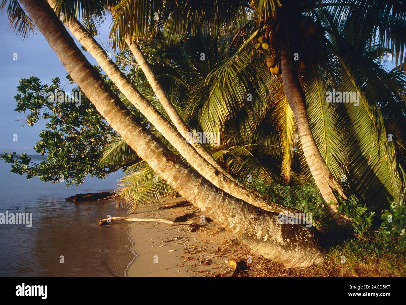 Coconut palm tree (Cocos nucifera) at a beach. Photographed in ...