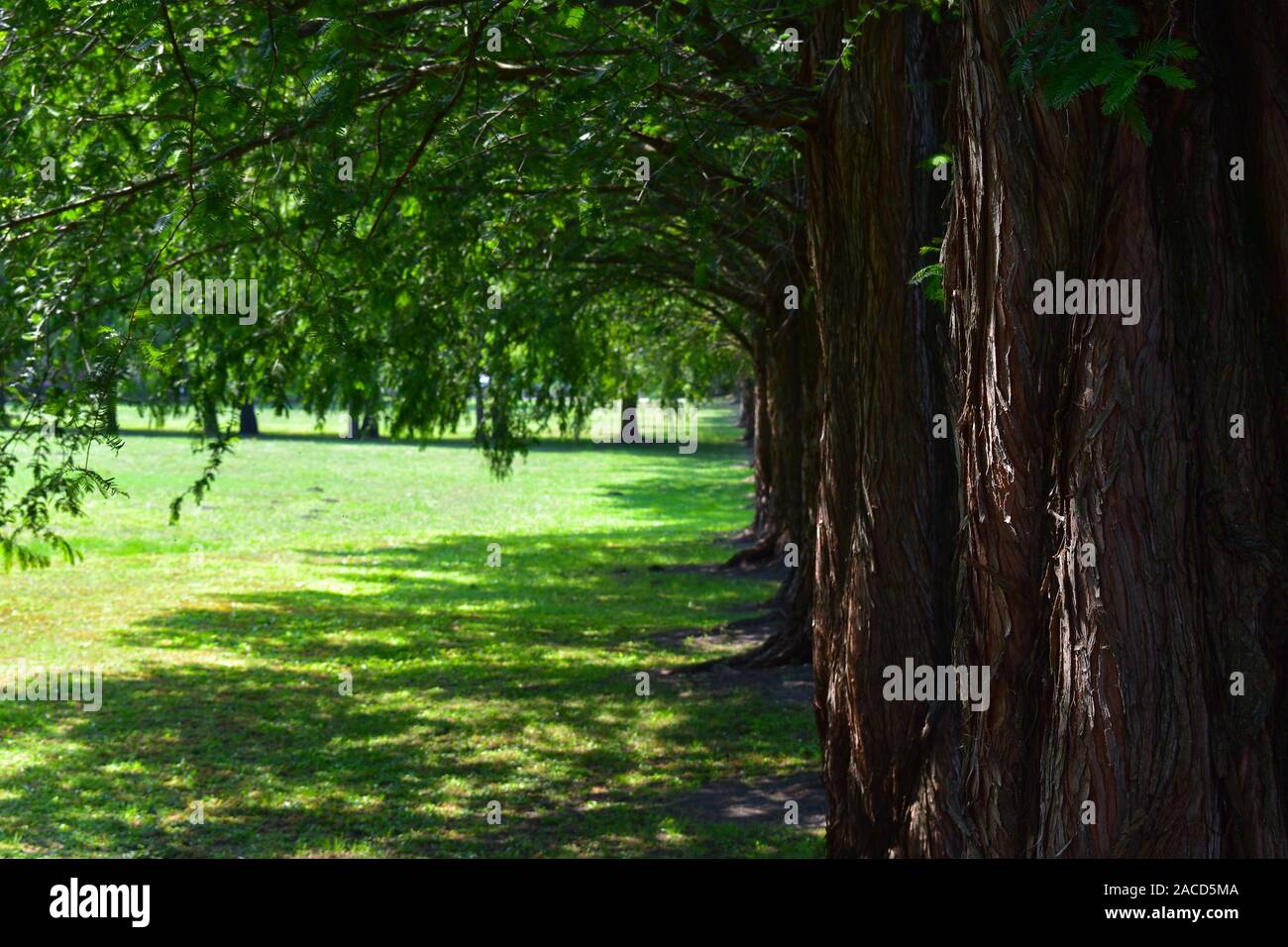 Larch trees in a row at spring Stock Photo - Alamy
