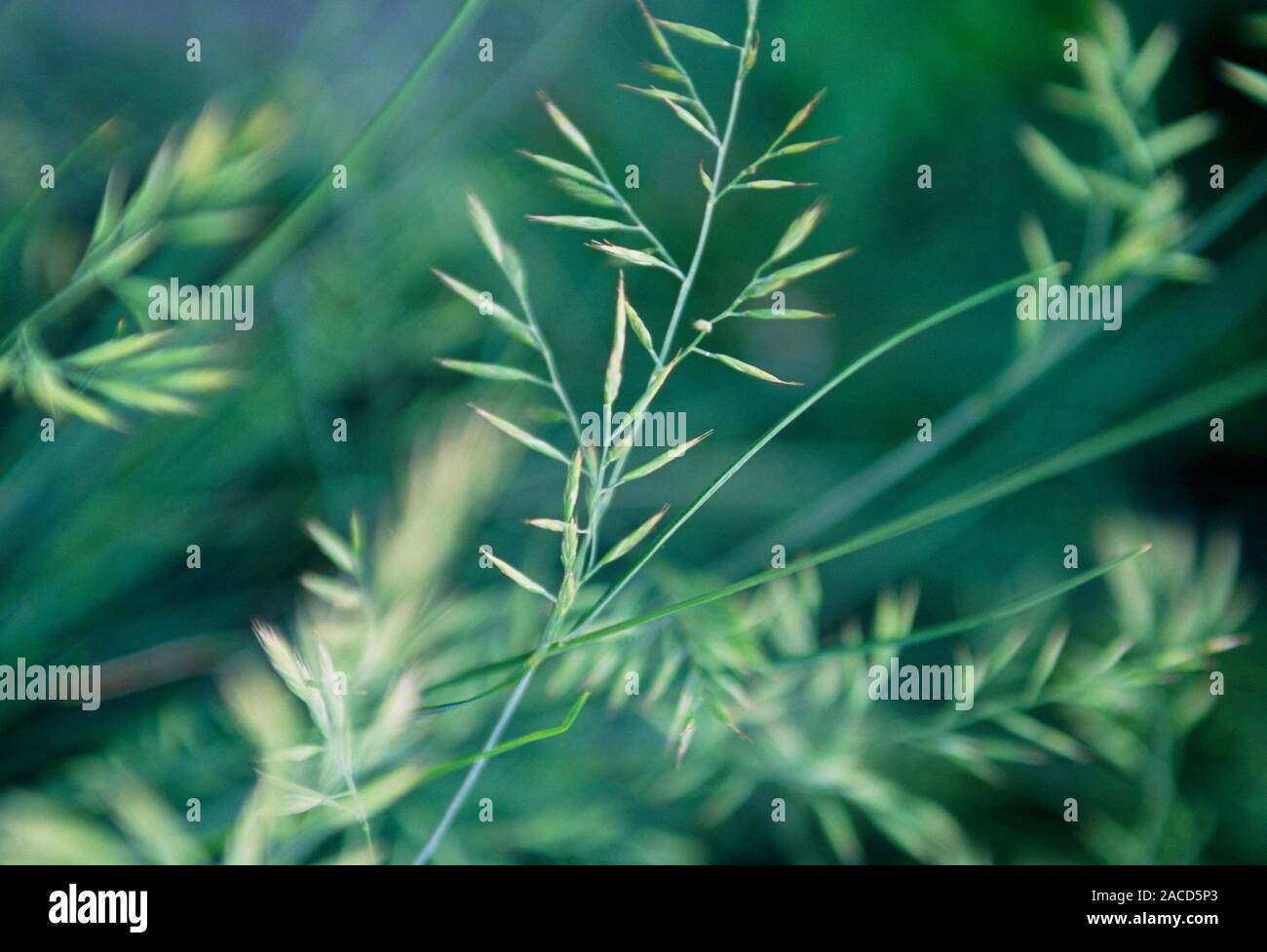 Blue fescue flowers (Festuca glauca Stock Photo - Alamy