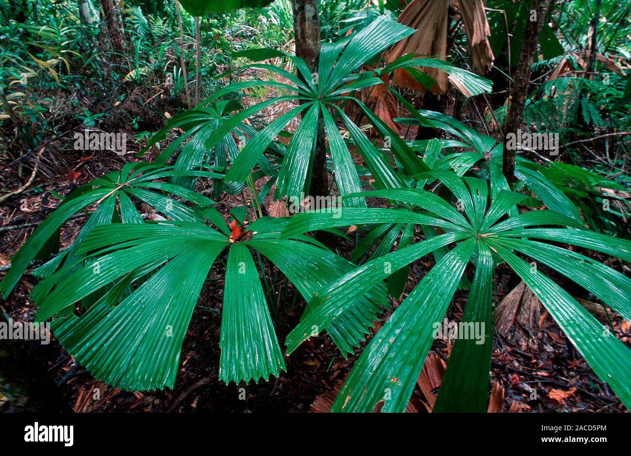 Australian fan palm (Licuala ramsayi). Photographed in Daintree ...