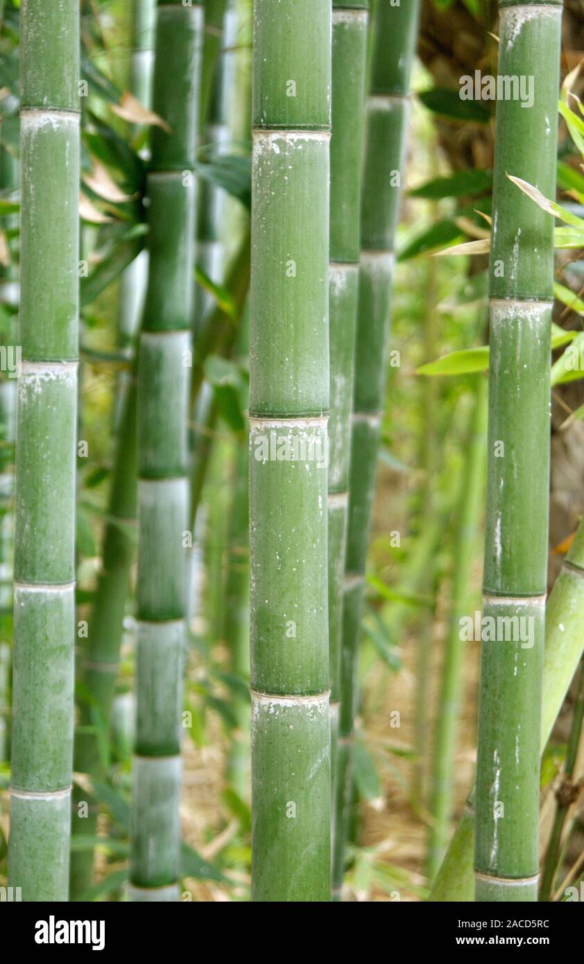 Bamboo stems (Phyllostachys sp.). Photographed in the Majorelle Garden ...