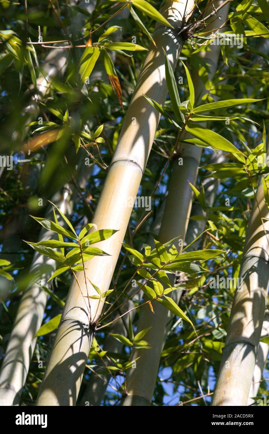 Bamboo tree stem and leaves. Photographed in Oaxaca, Mexico Stock Photo ...