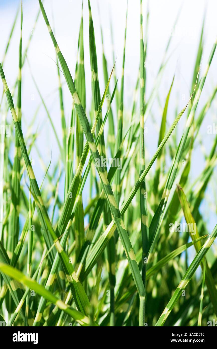 Zebra grass (Miscanthus sinensis) 'Zebrinus' Stock Photo - Alamy