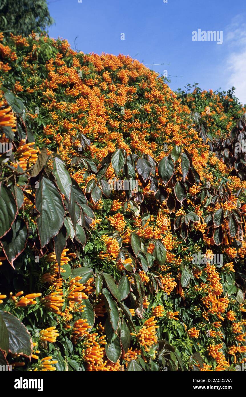 Flame vine, Pyrostegia venusta. Also known as the flaming trumpet, this ...