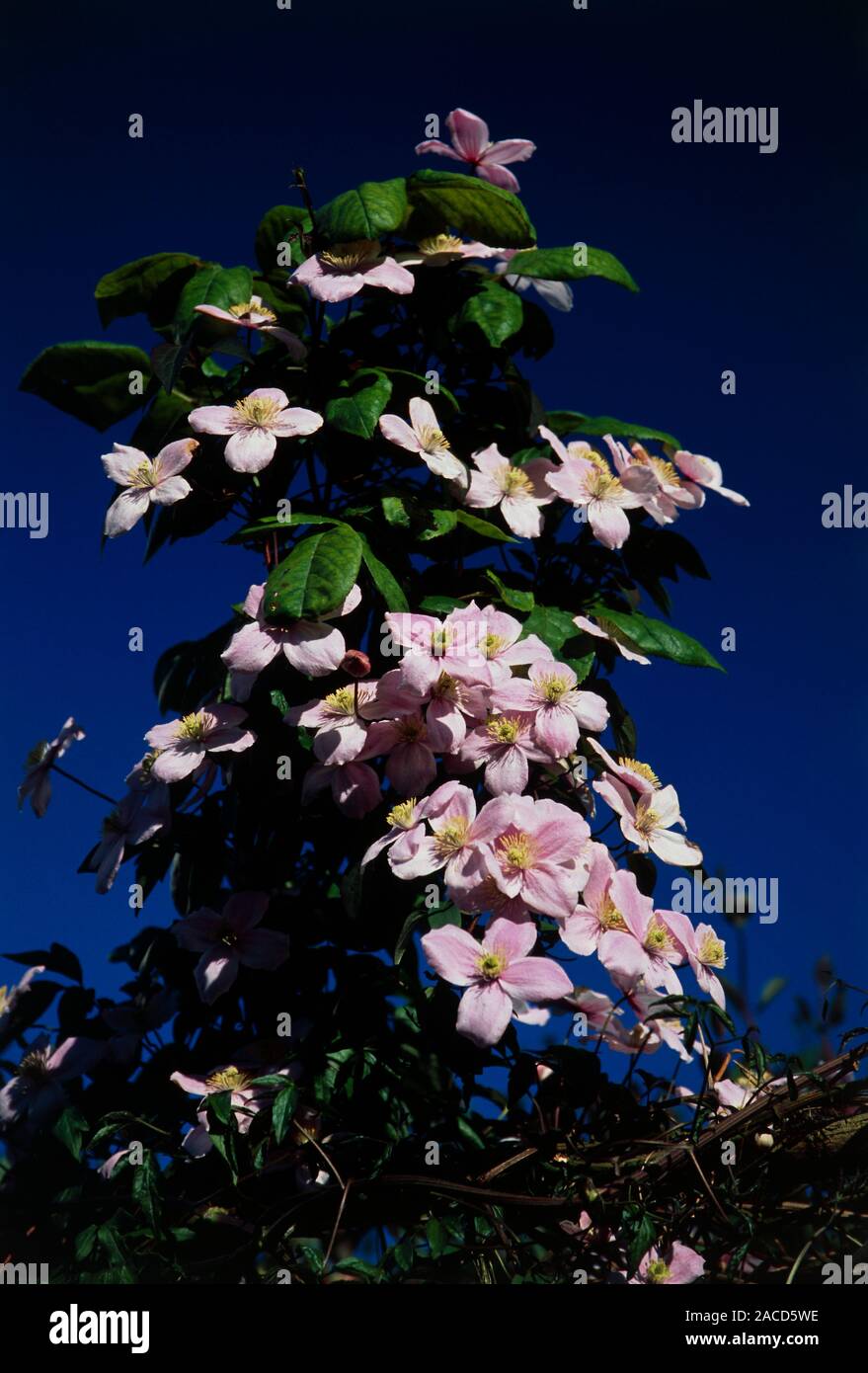 Clematis 'Broughton's Star' climbing through a rose Stock Photo - Alamy