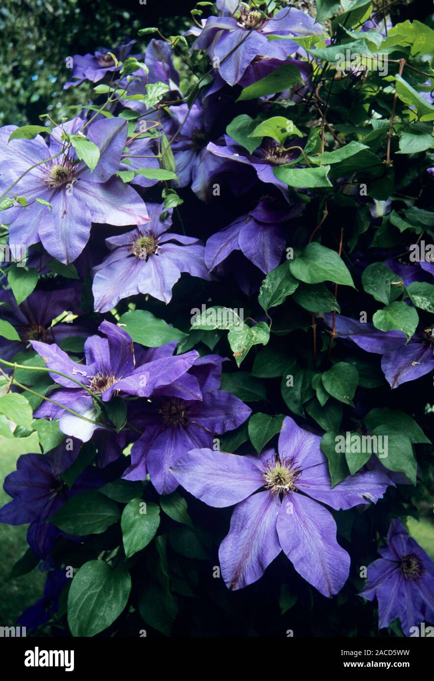 Clematis 'Elsa Spath' flowers Stock Photo - Alamy