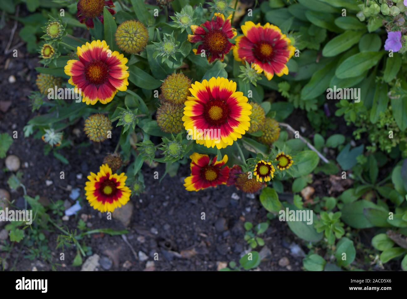 Red green yellow contrast hi-res stock photography and images - Alamy