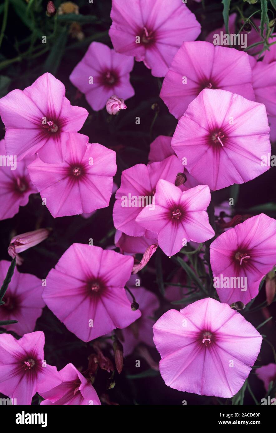 Bindweed flowers (Convolvulus sp Stock Photo - Alamy
