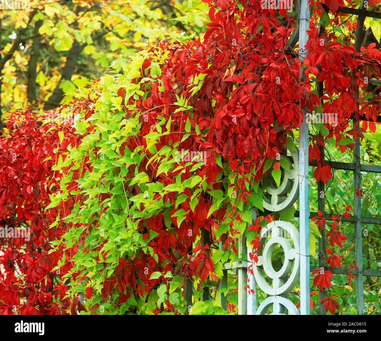 Virginia creeper (Parthenocissus quinquefolia) on a trellis Stock Photo ...