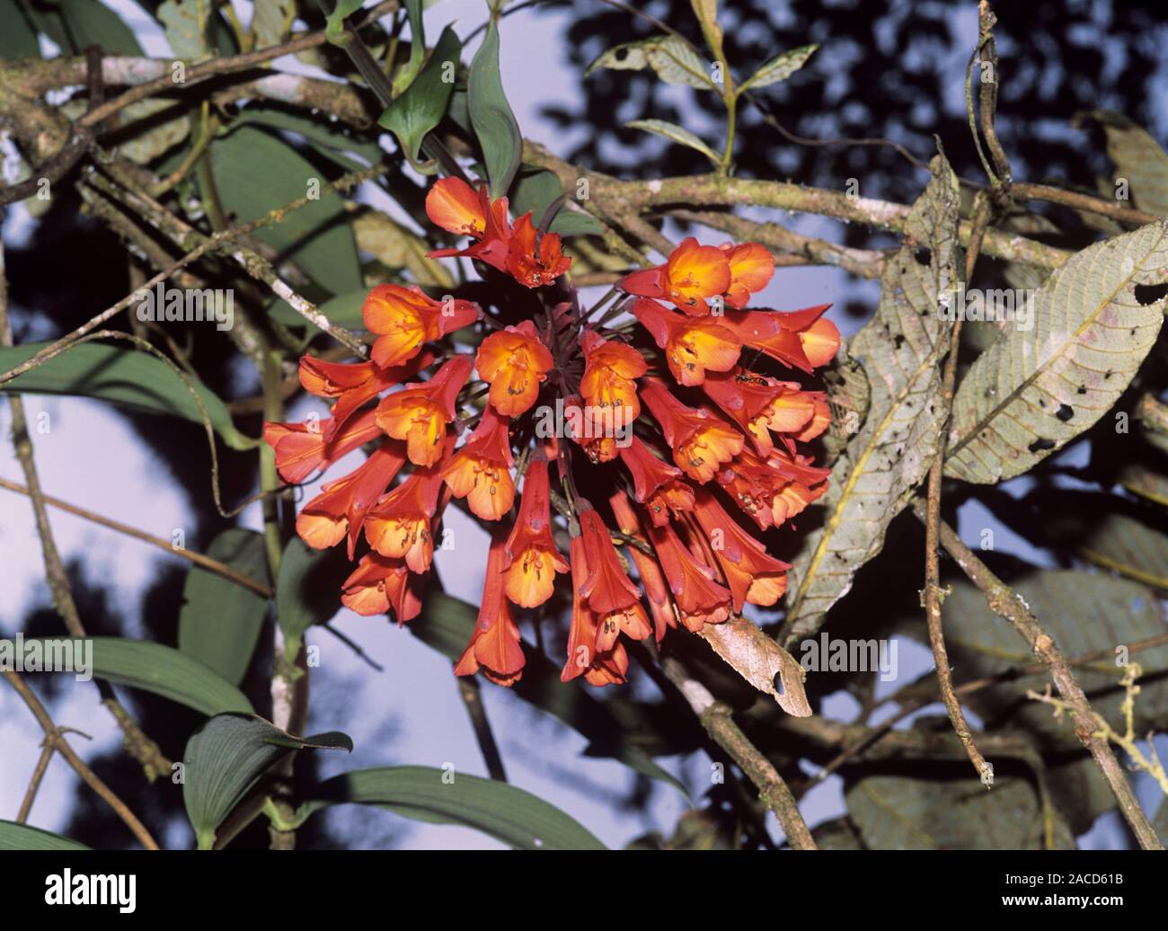 Bomarea flowers. Bomareas are vines native to the tropical forests of ...