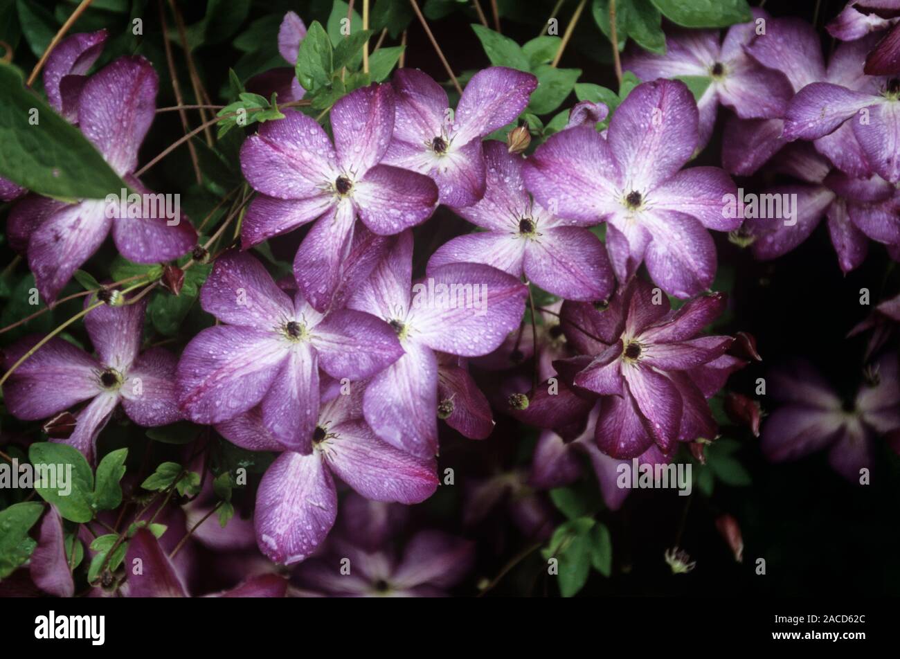 Clematis flowers (Clematis 'Venosa Violacea'). Photographed in August ...