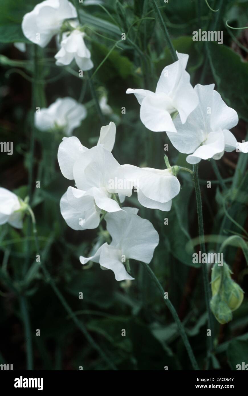 Sweet pea (Lathyrus odoratus 'White Supreme' Stock Photo - Alamy