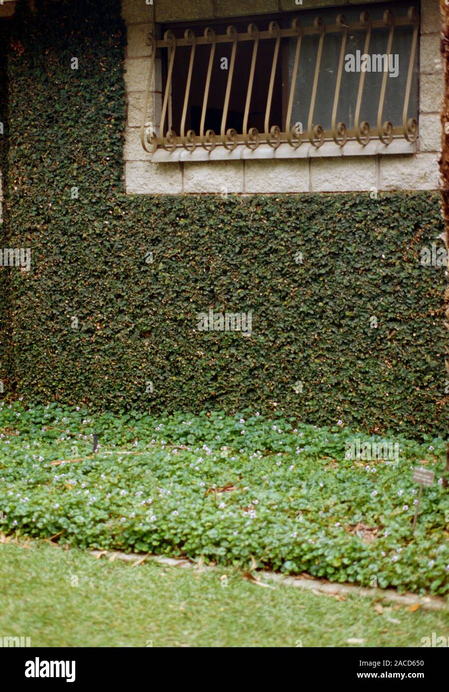 Creeping fig plant (Ficus pumila) trained up a wall with trailing ...