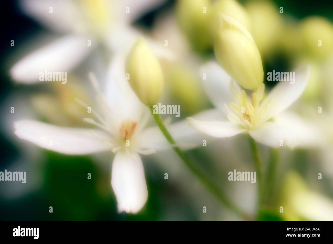 White fragrant clematis (Clematis armandii). This is one of only two ...
