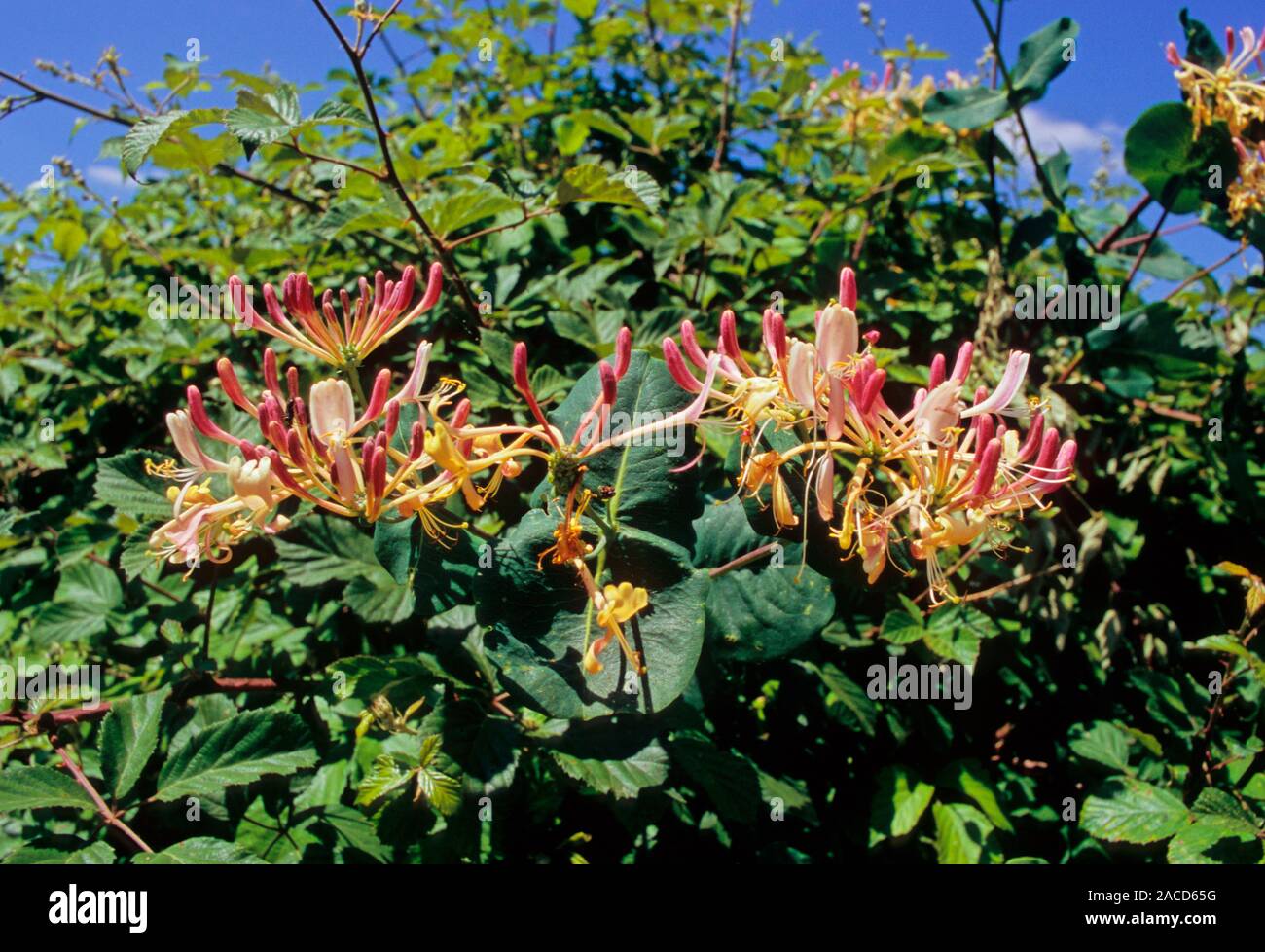 Italian honeysuckle flowers (Lonicera caprifolium Stock Photo - Alamy