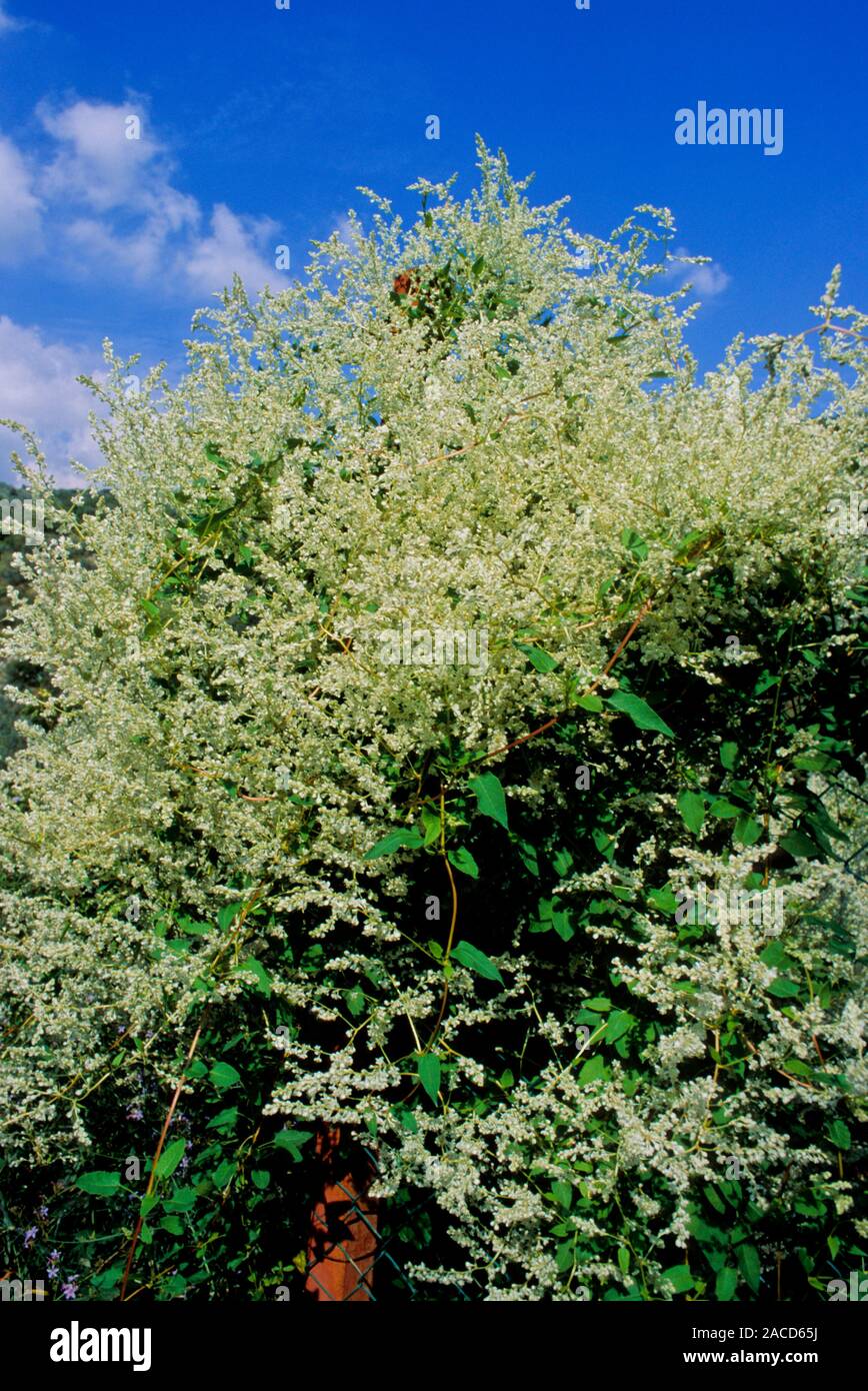 Lemon lace vine (Fallopia aubertii) in flower Stock Photo - Alamy
