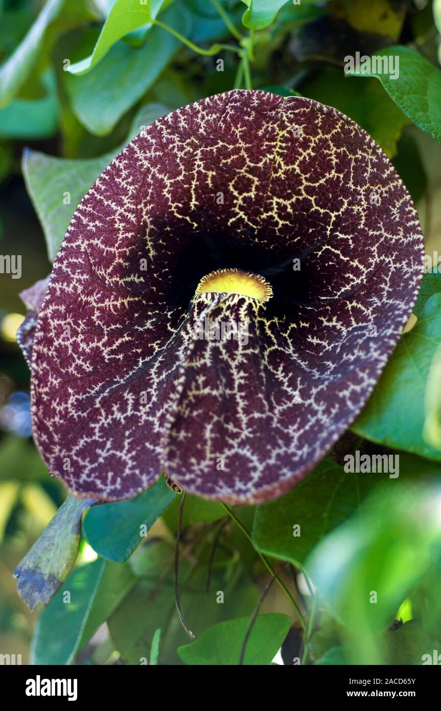 Calico flower (Aristolochia littoralis). Photographed on Nevis island ...