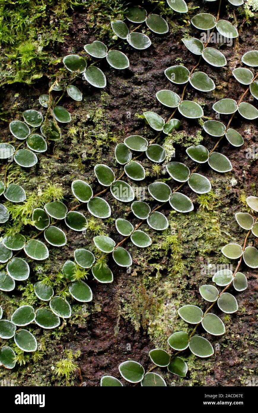 Tropical climbing plant against tree bark. Photographed in Danum Valley ...