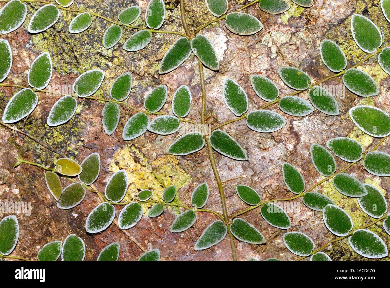 Tropical climbing plant against tree bark. Photographed in Danum Valley ...