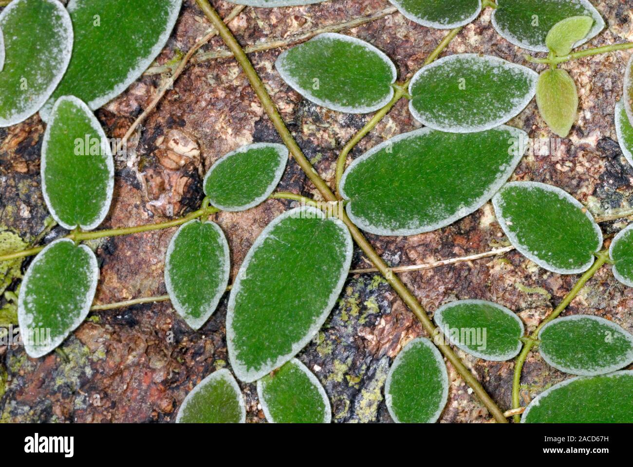 Tropical climbing plant against tree bark. Photographed in Danum Valley ...
