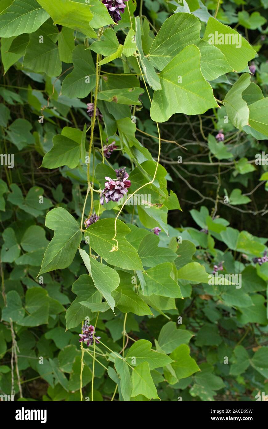 Kudzu vines (Pueraria montana var. lobata). This invasive alien species ...