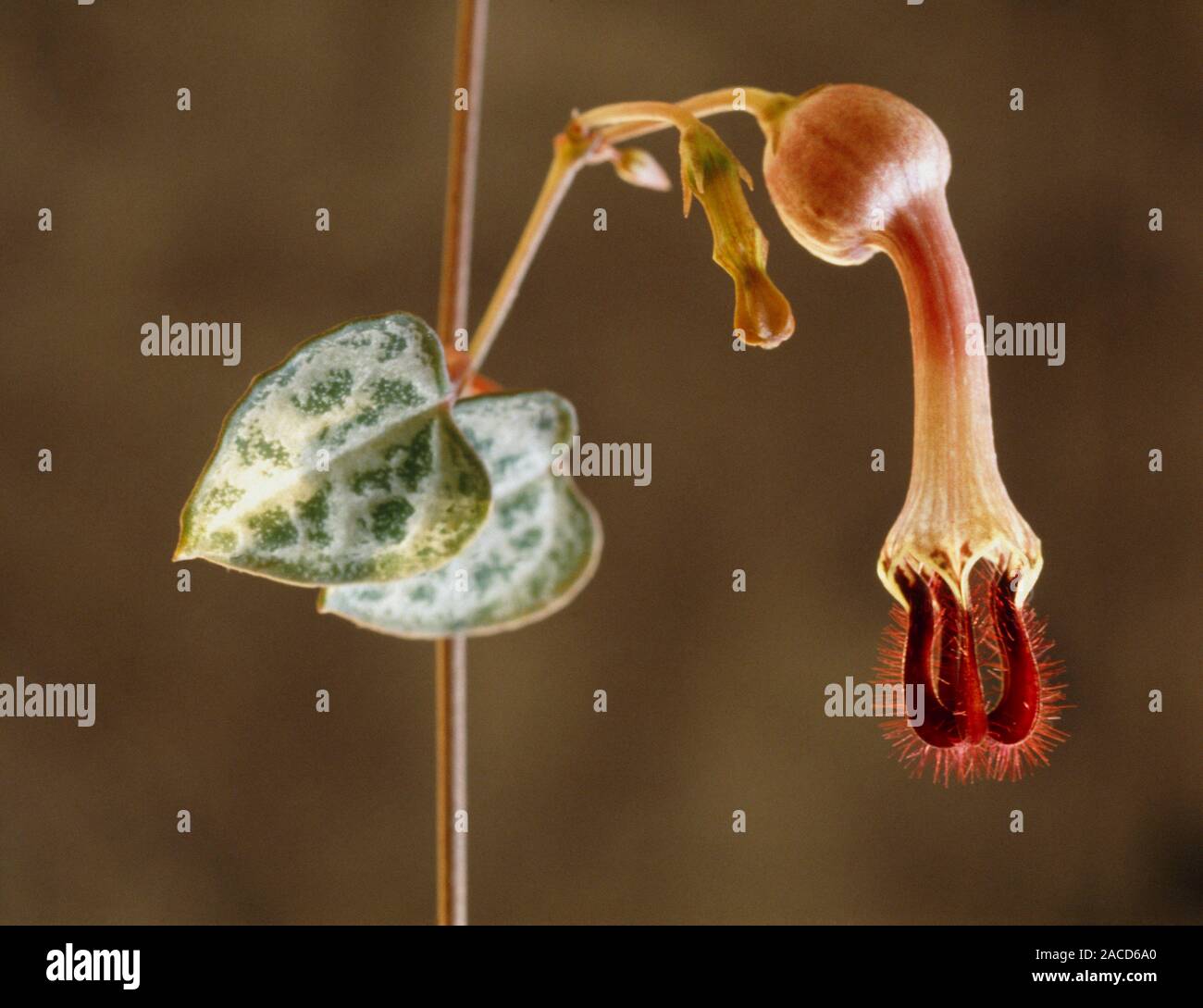 Rosary vine flower (Ceropegia linearis woodii Stock Photo - Alamy