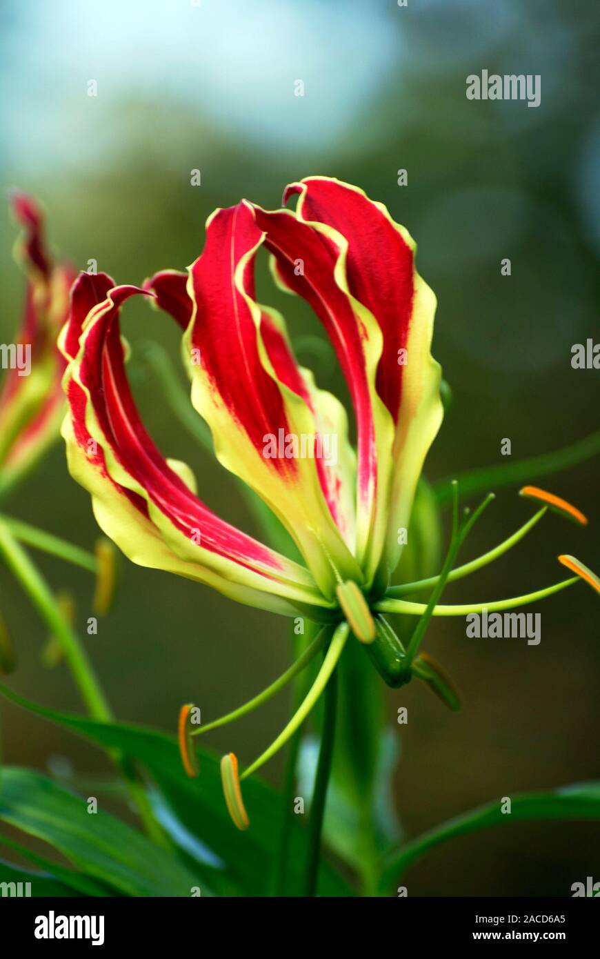 Climbing lily flower (Gloriosa rothschildiana 'Rothschildiana' Stock ...