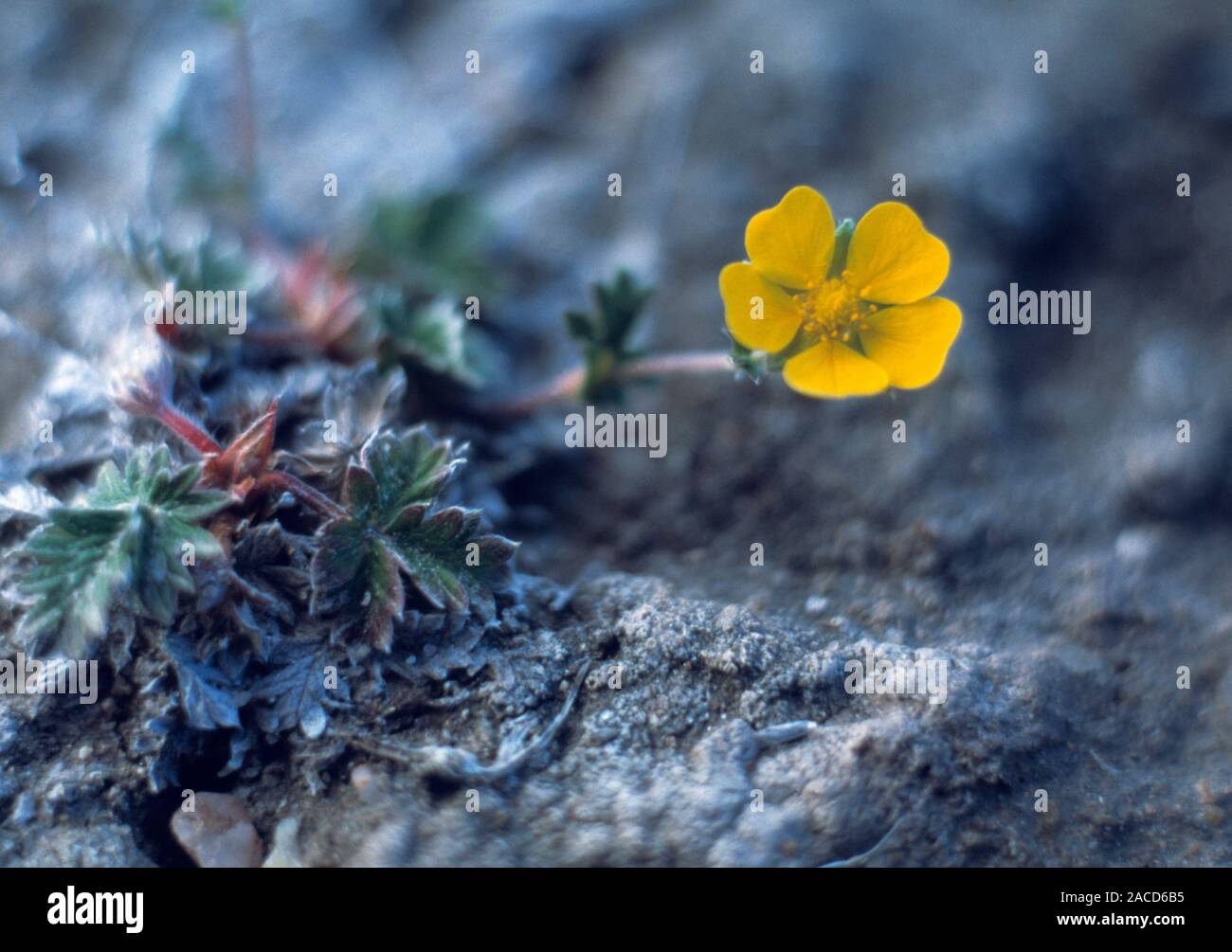 Snow cinquefoil (Potentilla nivea) plant. This alpine plant produces ...
