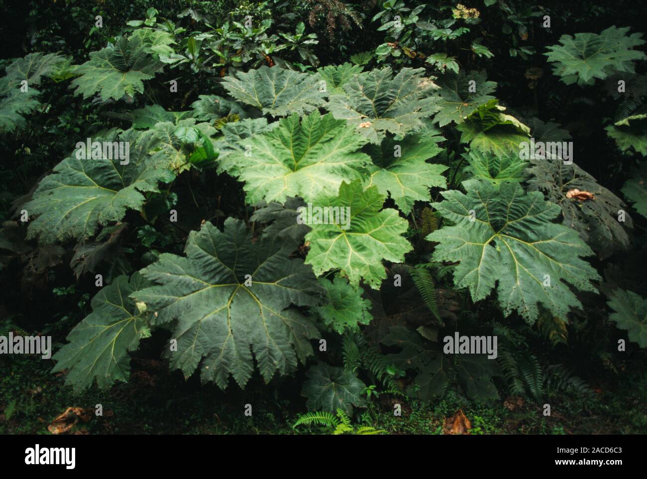 Gunnera plant (Gunnera sp.). This tropical plant produces leaves that ...