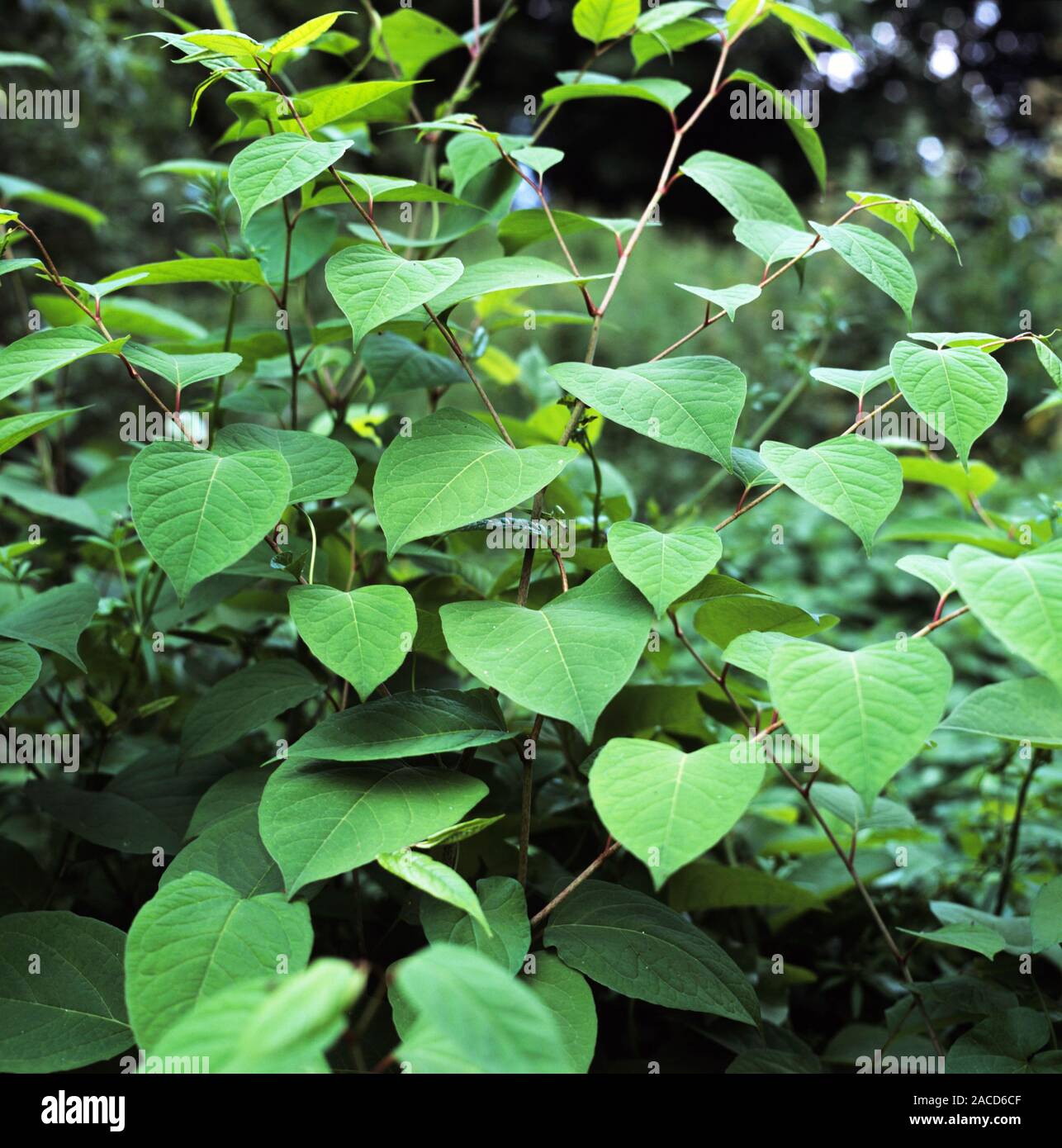 Japanese knotweed (Fallopia japonica, also Polygonum cuspidata) is a ...